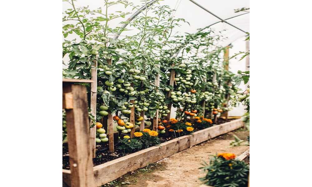 Jak uprawiać paprykę w tunelu foliowym?